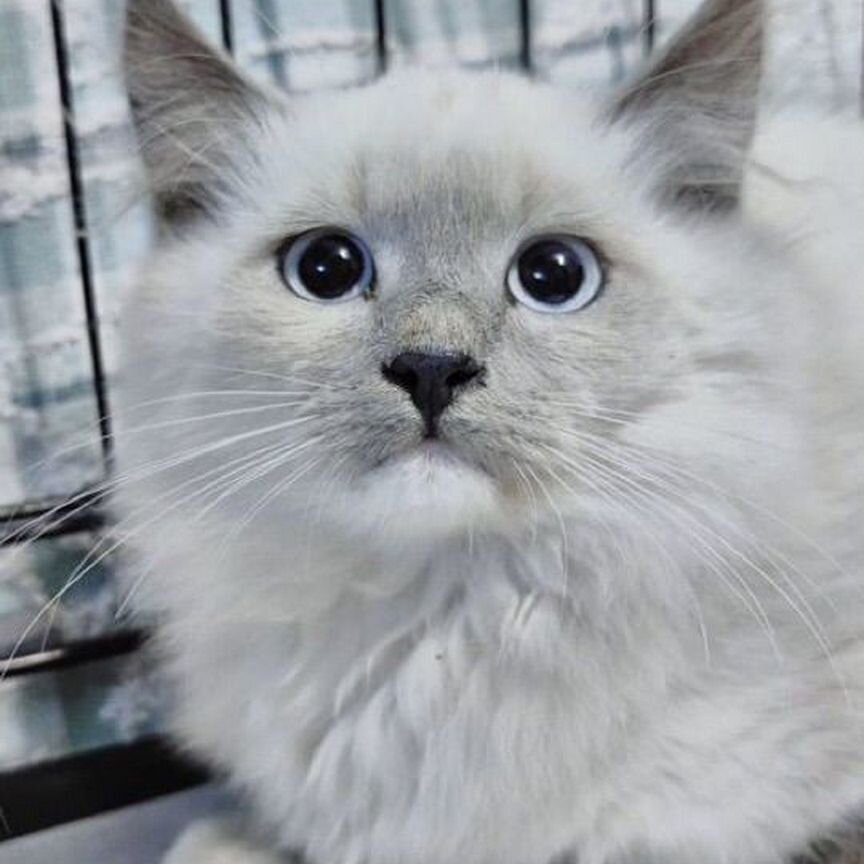 Пушинка кошечка