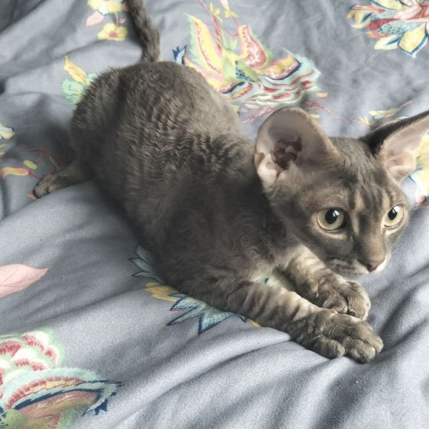 Девон-рекс котёнок