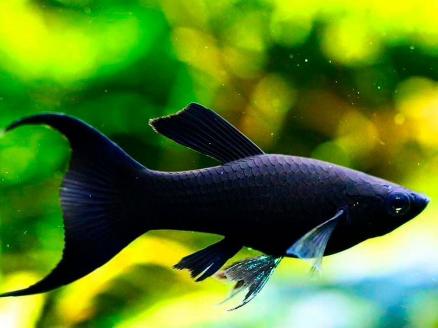 Рыбки в аквариум