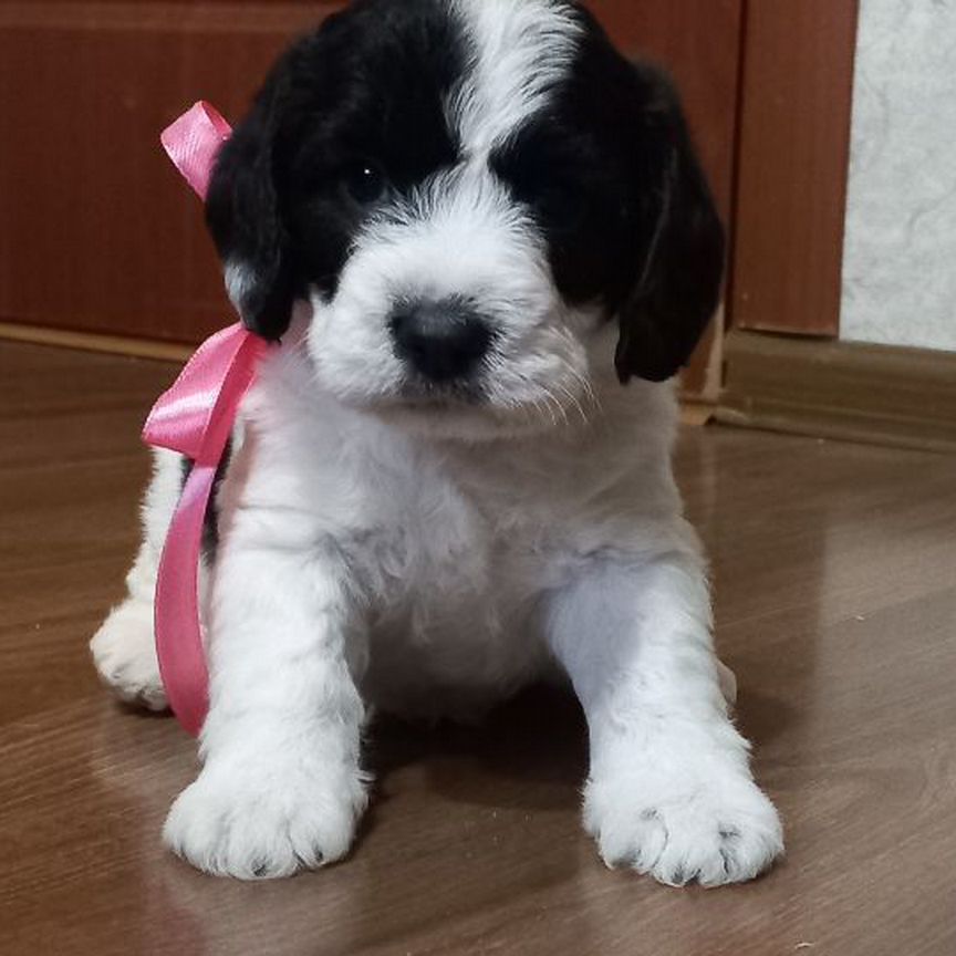 Бигль, щенок