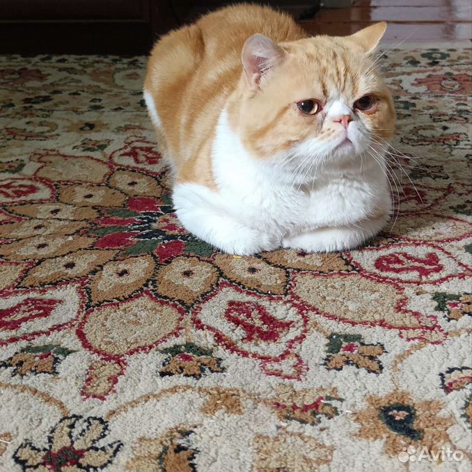 Кот скотиш страйт