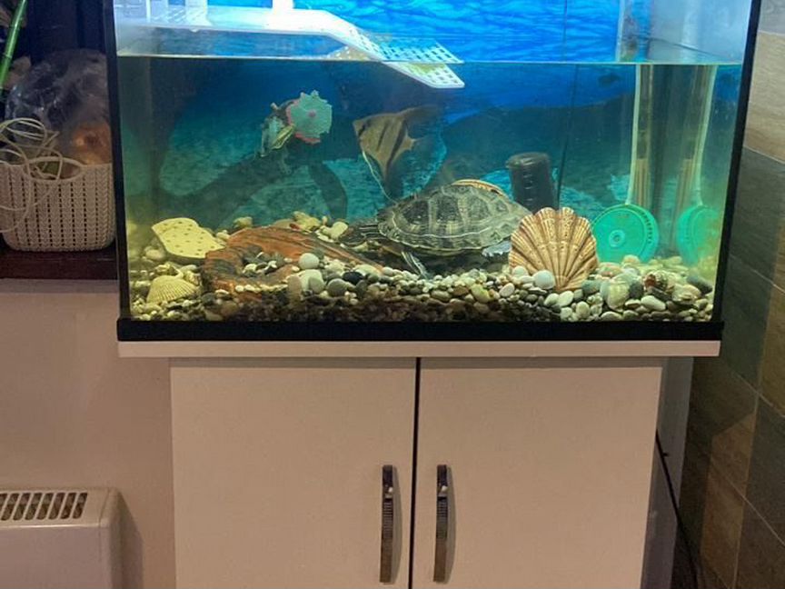 Аквариумные рыбки, аквариум и черепаха