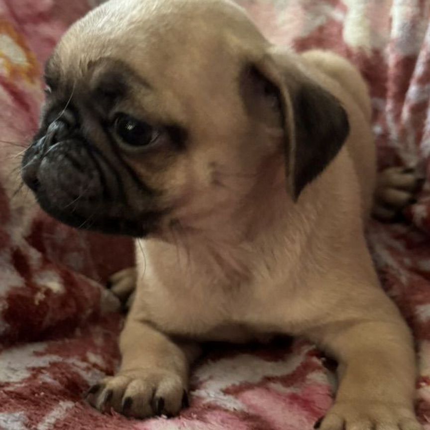 Мопс, щенок