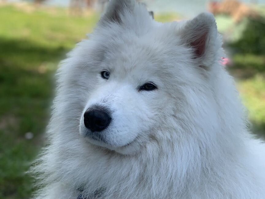 Самоедская лайка вязка