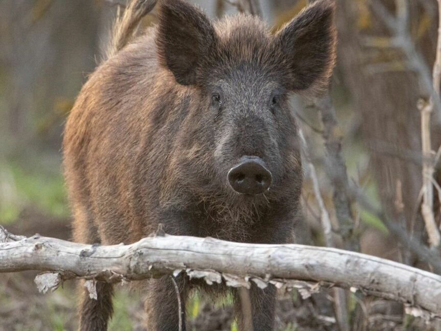 Обменяю на гусей или птицу поросят кармала