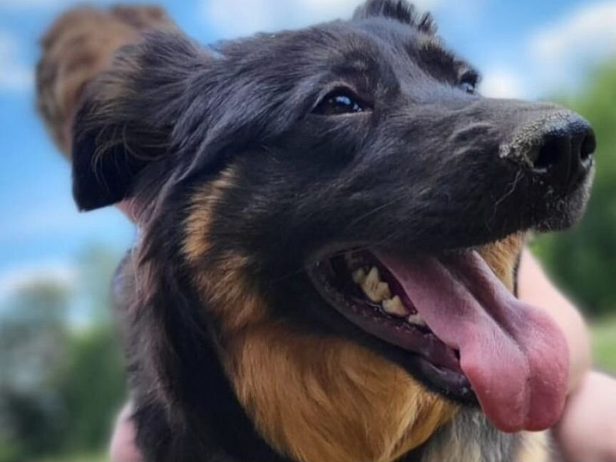 Собака Щенок Муля