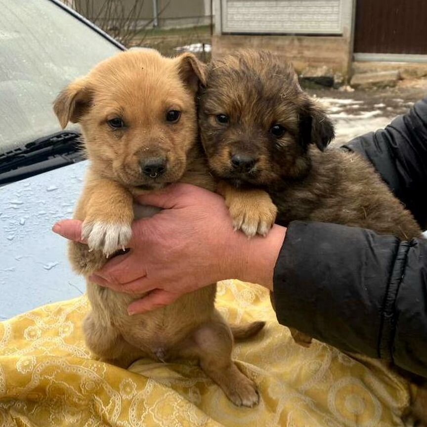 Маленькие детки ищут дом