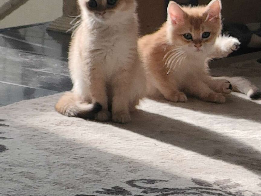 Британские котята