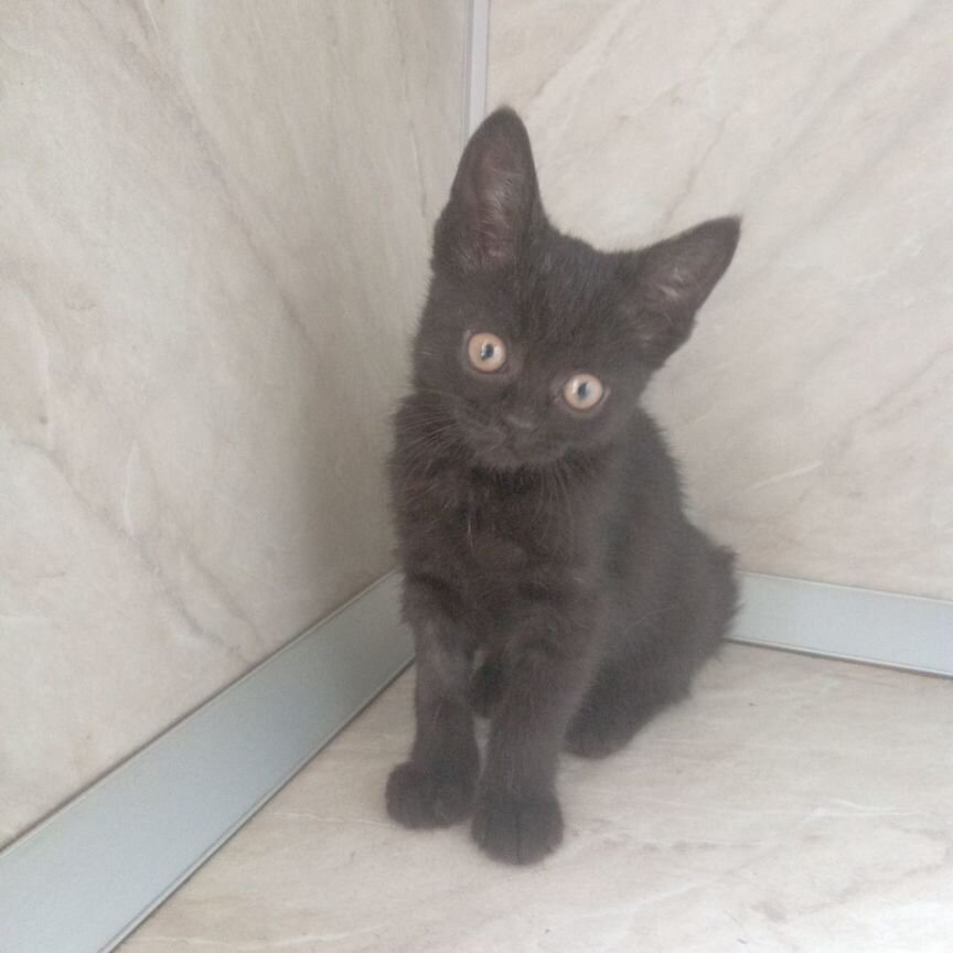 Отдам котенка в добрые руки