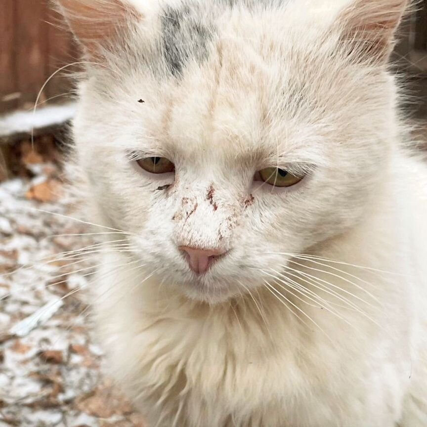 Ищет дом котик