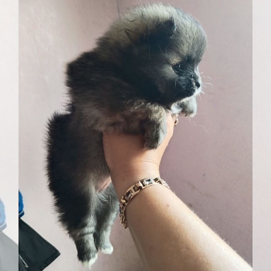 Собаки щенки шпиц мини