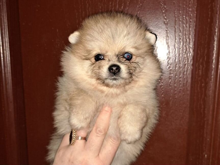 Померанский шпиц