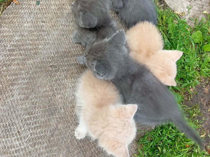 Котята в добрые руки бесплатно