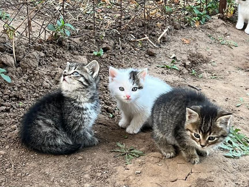 Котята 1.5 месяца ждут верных друзей