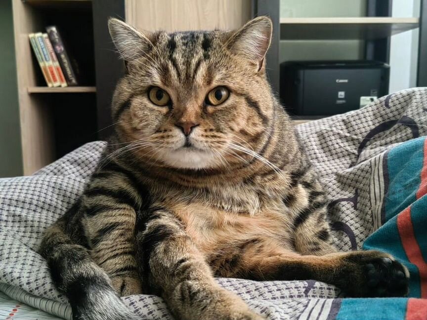 Британский кот в дар в добрые руки