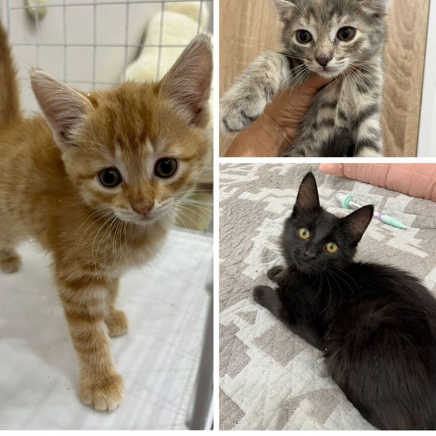 Котята,кошки привитые ласковые