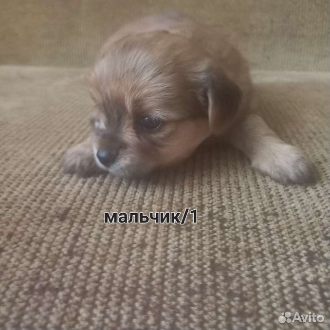 Той терьер смесь болонки