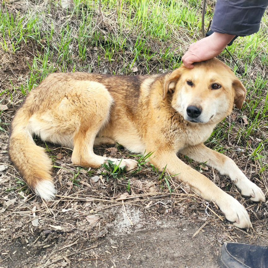 Взрослая собака в добрые руки