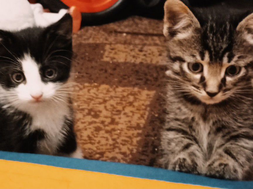 Котятки в добрые руки бесплатно