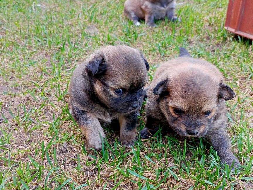 Щенки чихуахуа