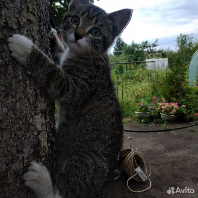 Котята-тигрята в добрые руки