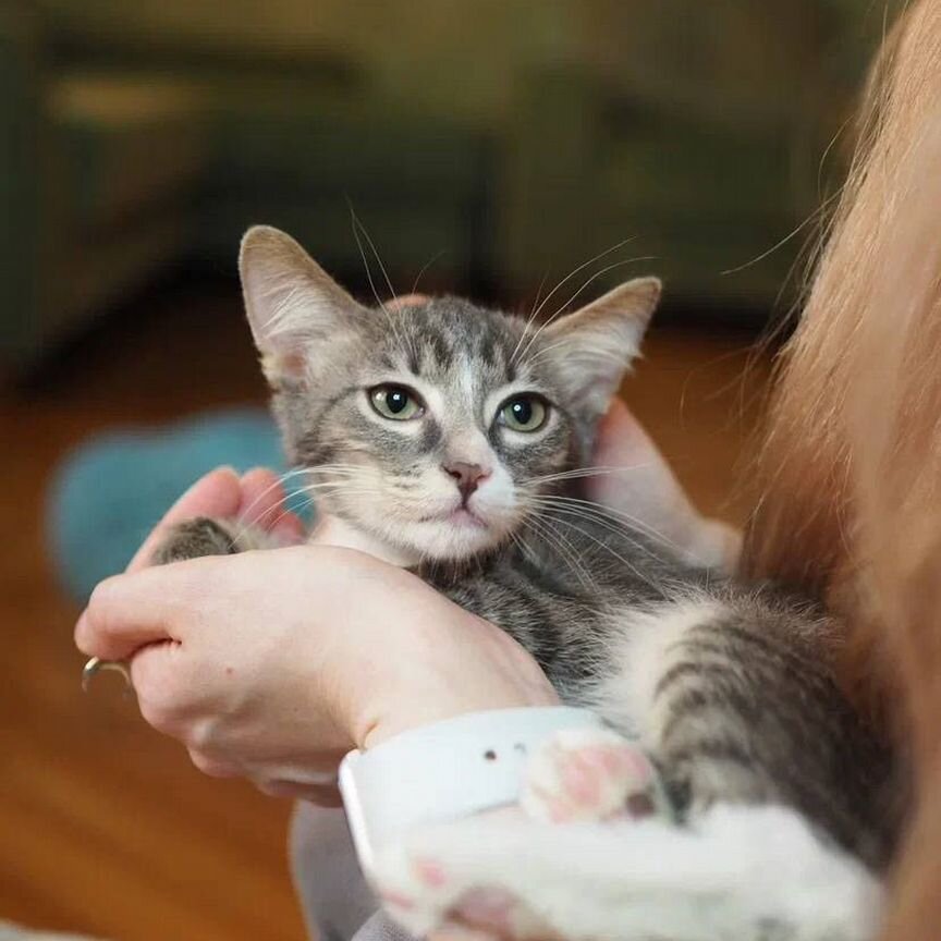 Маленткий Маэстро котенок в дар бесплатно