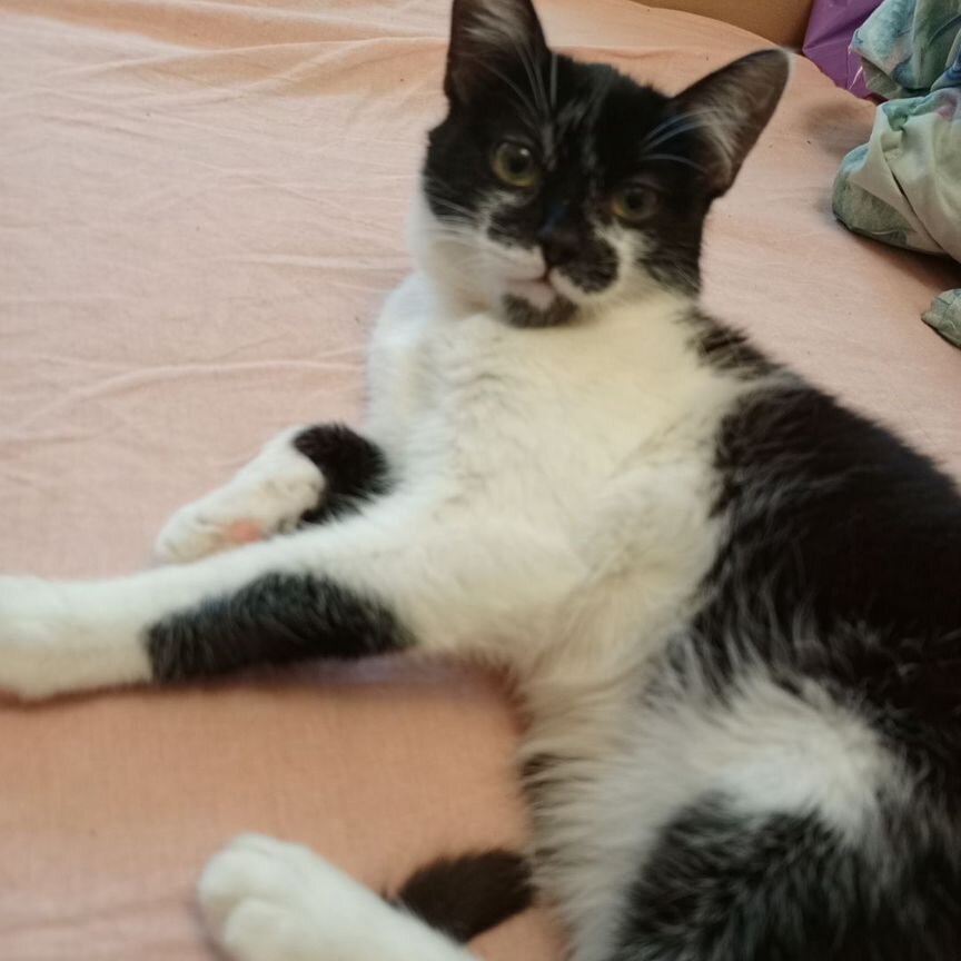 Котенок девочка