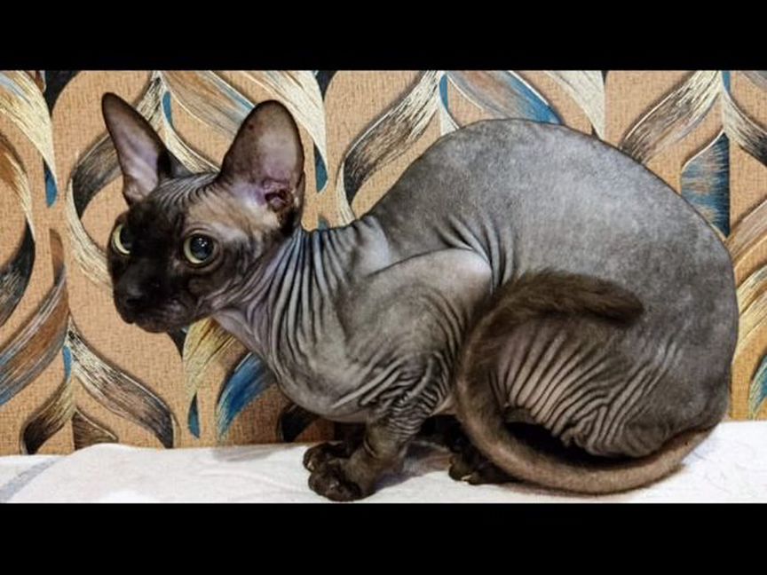 Лысая кошка