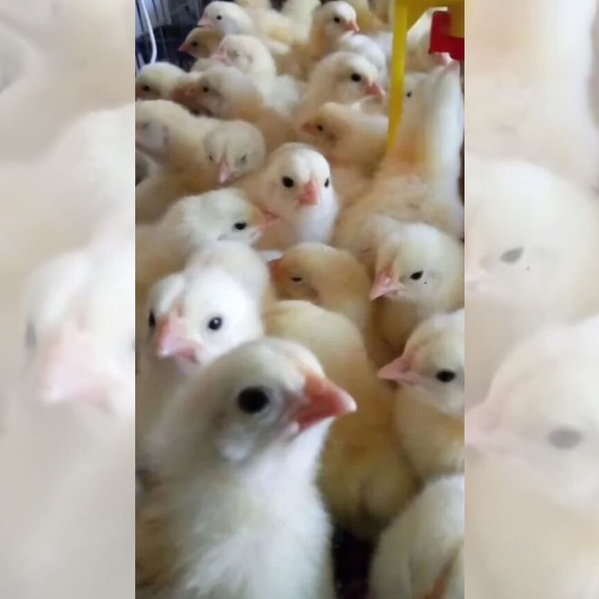 Цыплята бройлеры