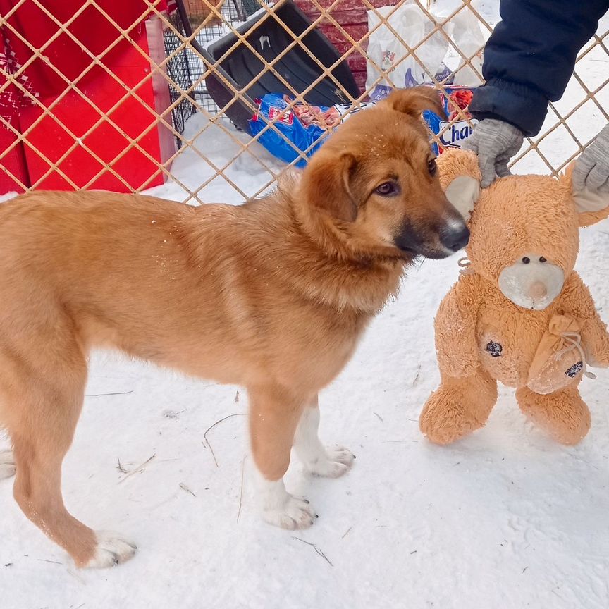 Щенок из приюта