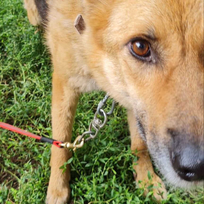 Лада из приюта #непокупайспасижизнь