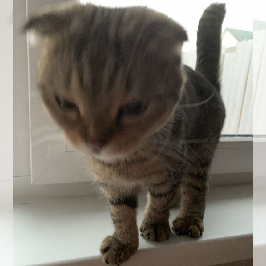Шотландский вислоухий длинношёрстный котёнок