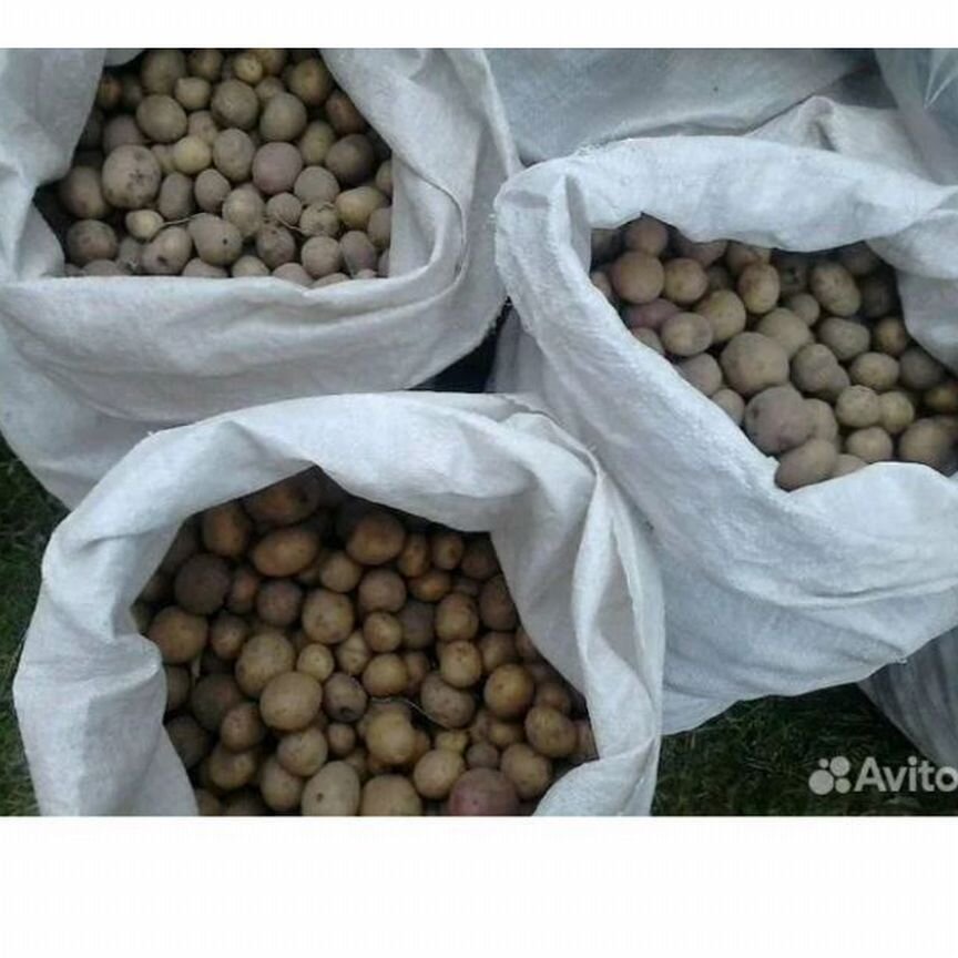 Картошка продажа мелкая