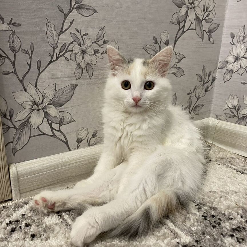 Кошка 4 месяца