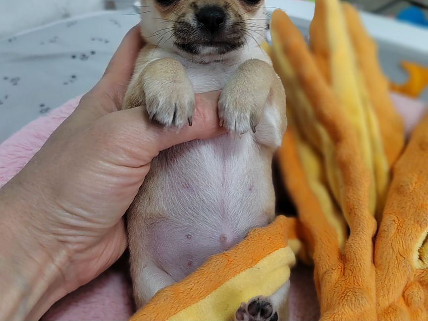 Рыжий красавчик Джексон