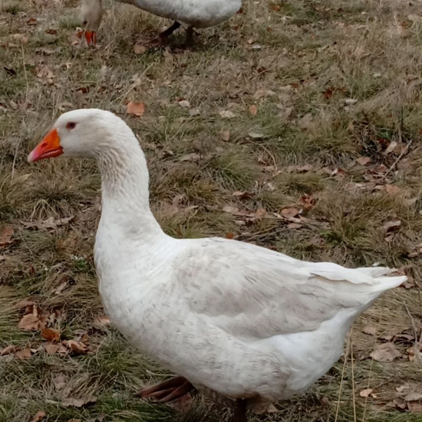 Продам гусей
