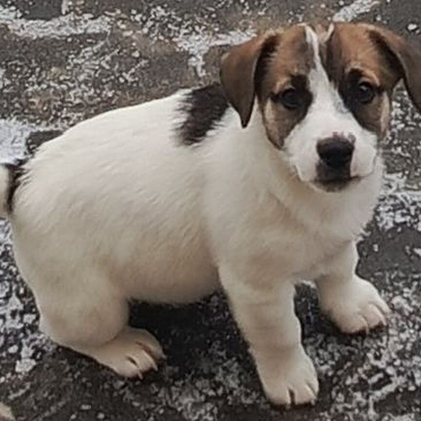 Джек-рассел-терьер, щенок