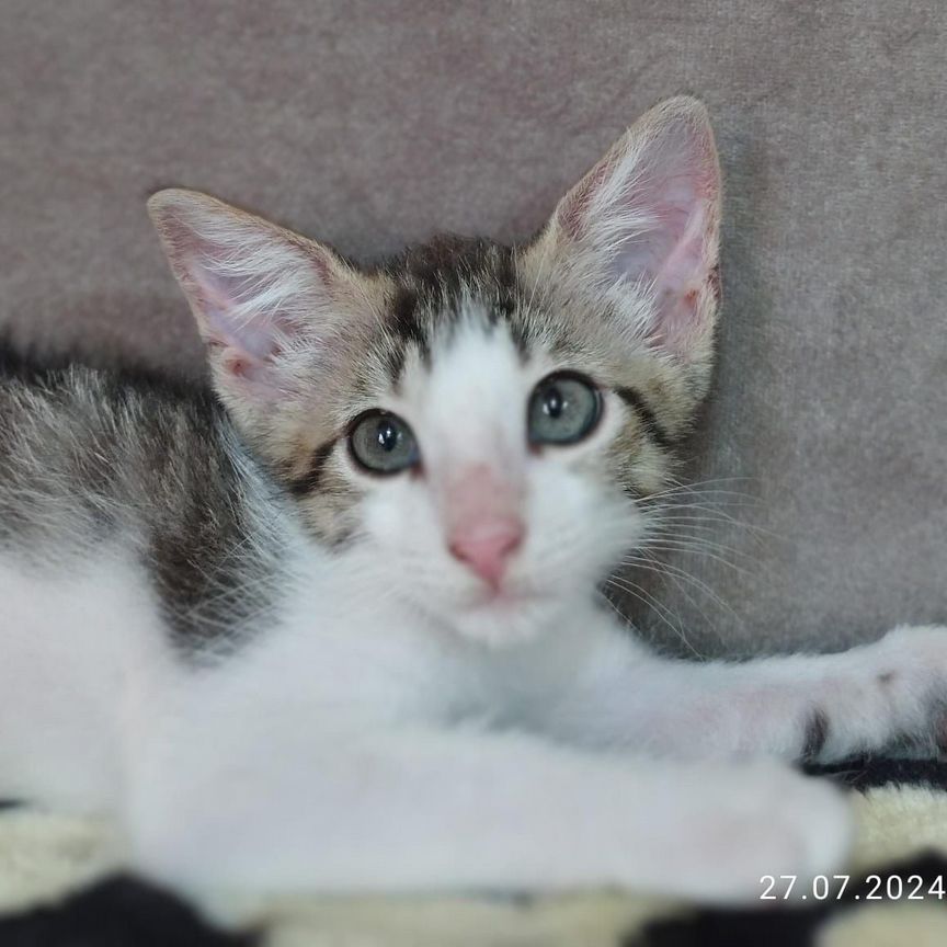 Котенок