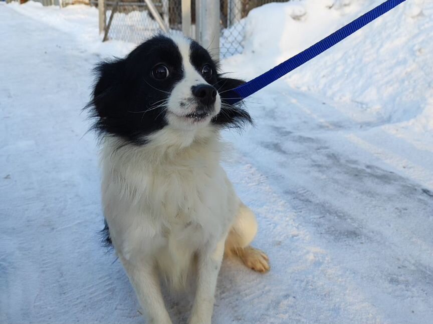 Маленькая собака в добрые руки
