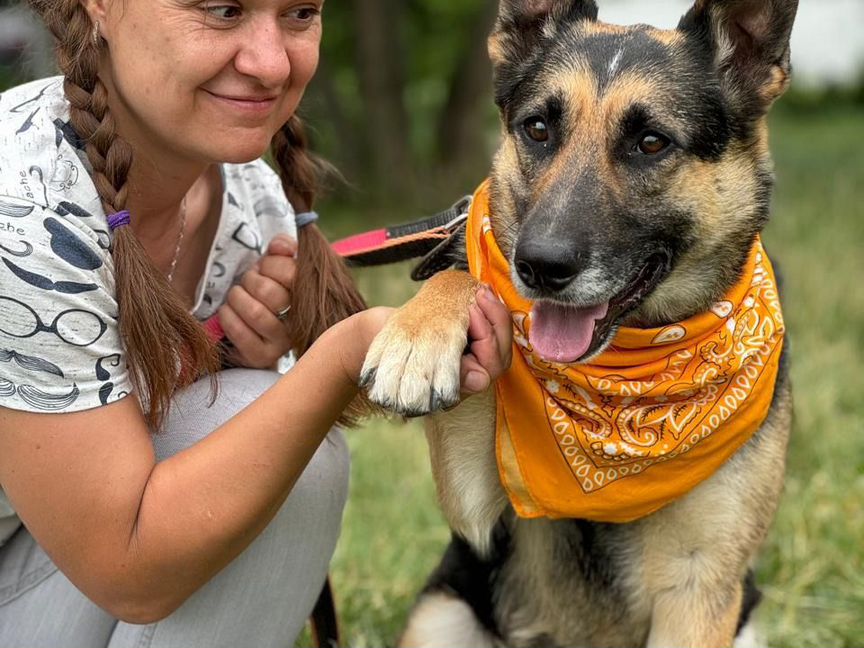 Лукум. Дружелюбный пес тоскует в приюте