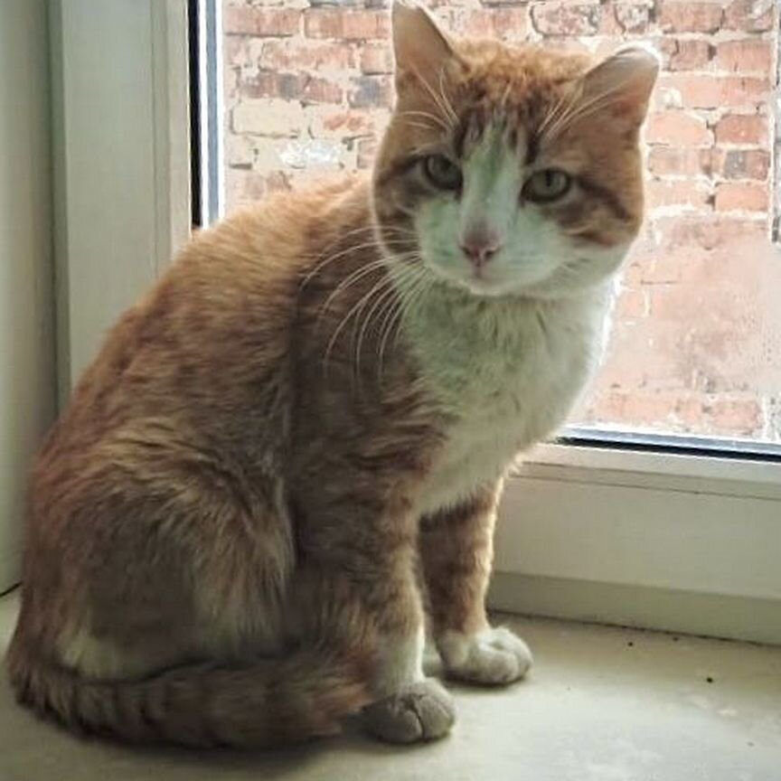 Кот стерилизованный в дар