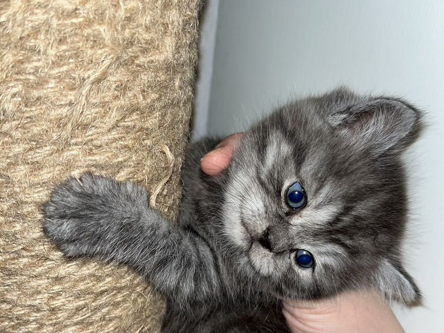 Шотландские котята шоколадные