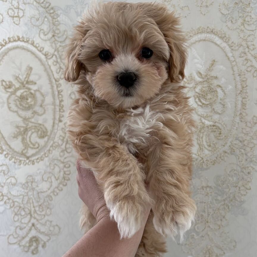 Мальтипу, щенок