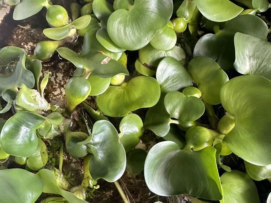 Аквариумные растения водный гиацинт