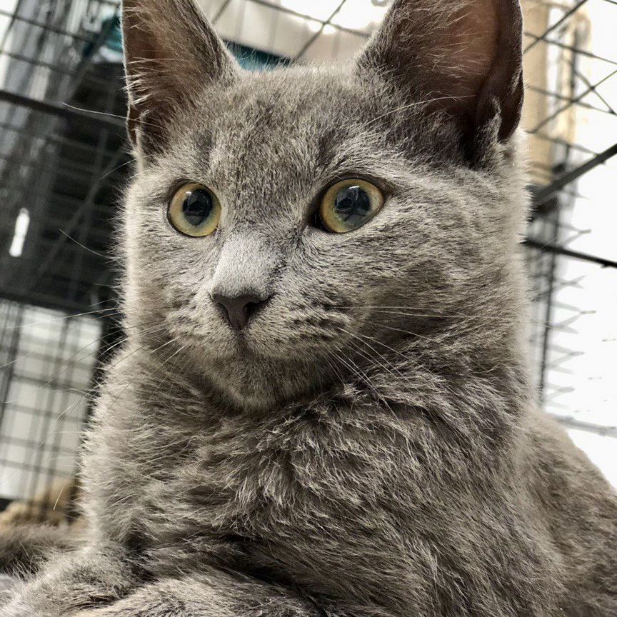 Котенок Антон