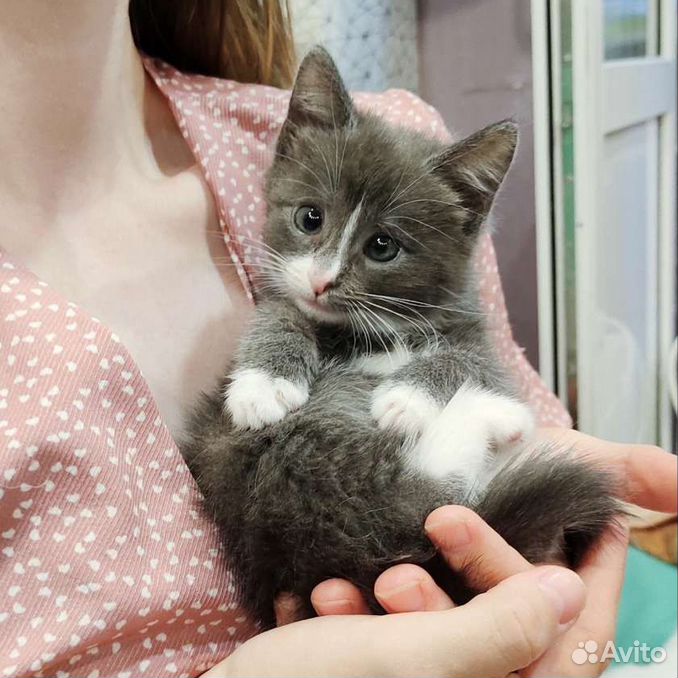 Котенок Смурфёна в добрые ручки