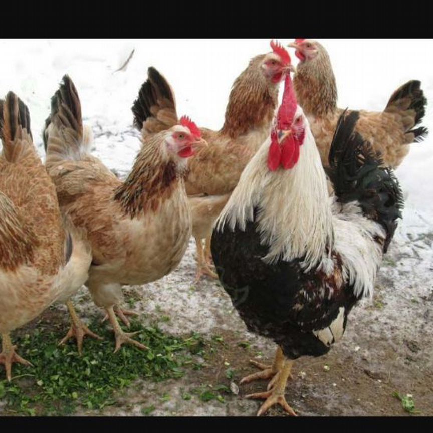 Яйцо инкубационное Загорская лососевая