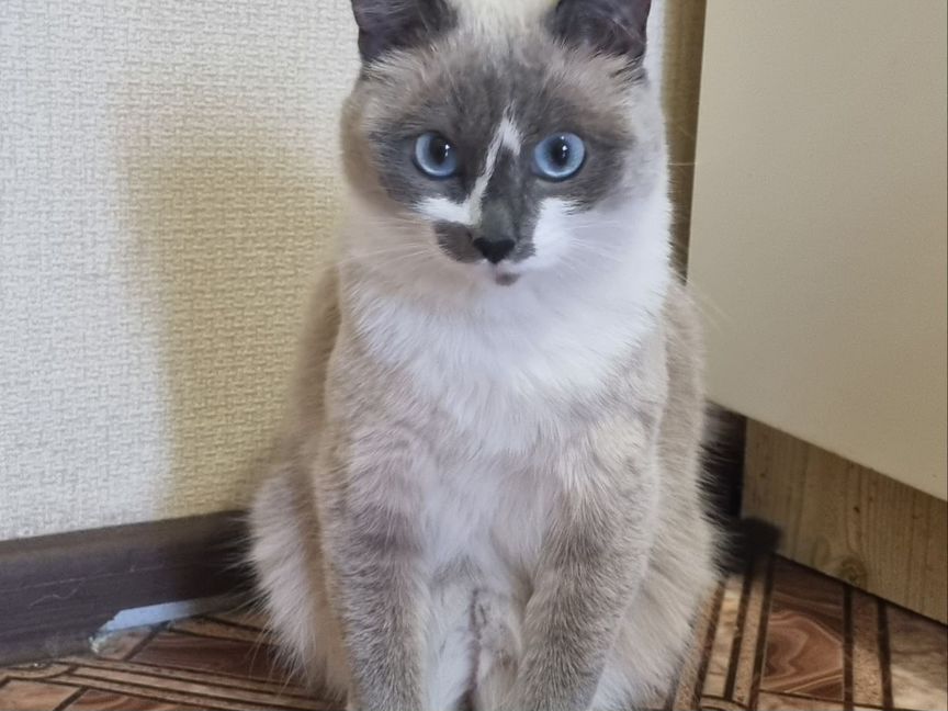 Кошка