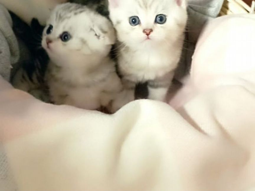 Шотландские вислоухие котята