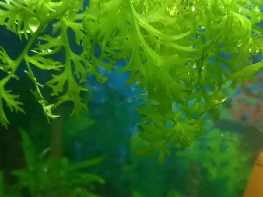 Аквариумное растение
